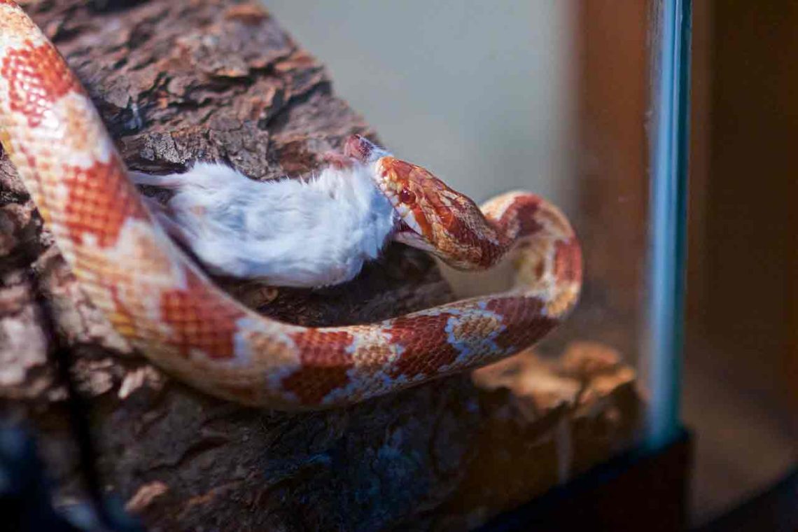 Animal Exhibits - Nature Center at Shaker Lakes