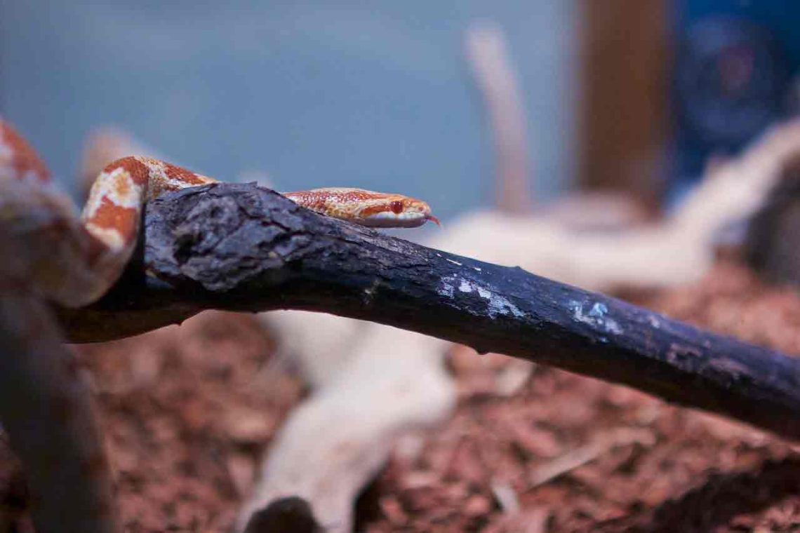 Animal Exhibits - Nature Center at Shaker Lakes