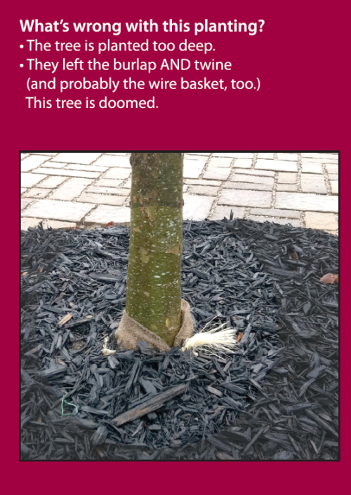 The Do's and Don'ts of Tree Planting - Nature Center at Shaker Lakes