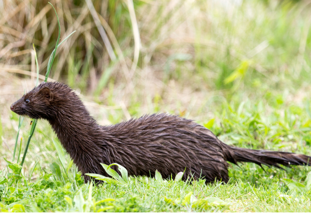 The Elusive Mink - Nature Center at Shaker Lakes