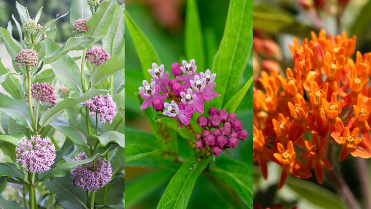 All About Milkweed - Nature Center at Shaker Lakes
