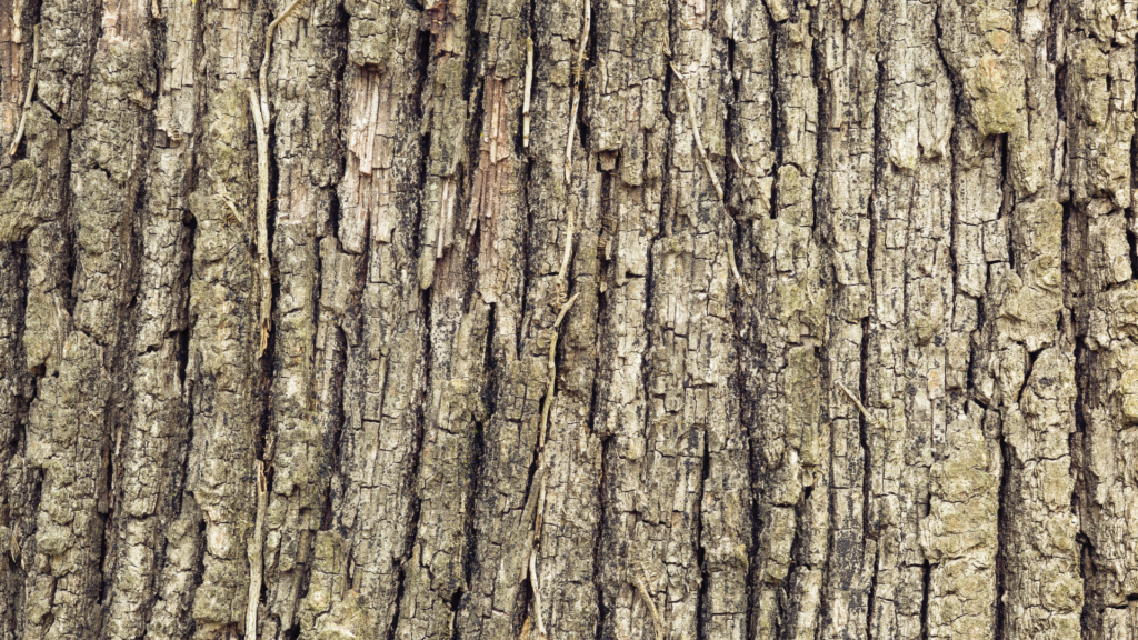 Winter Tree ID Hike - Nature Center at Shaker Lakes