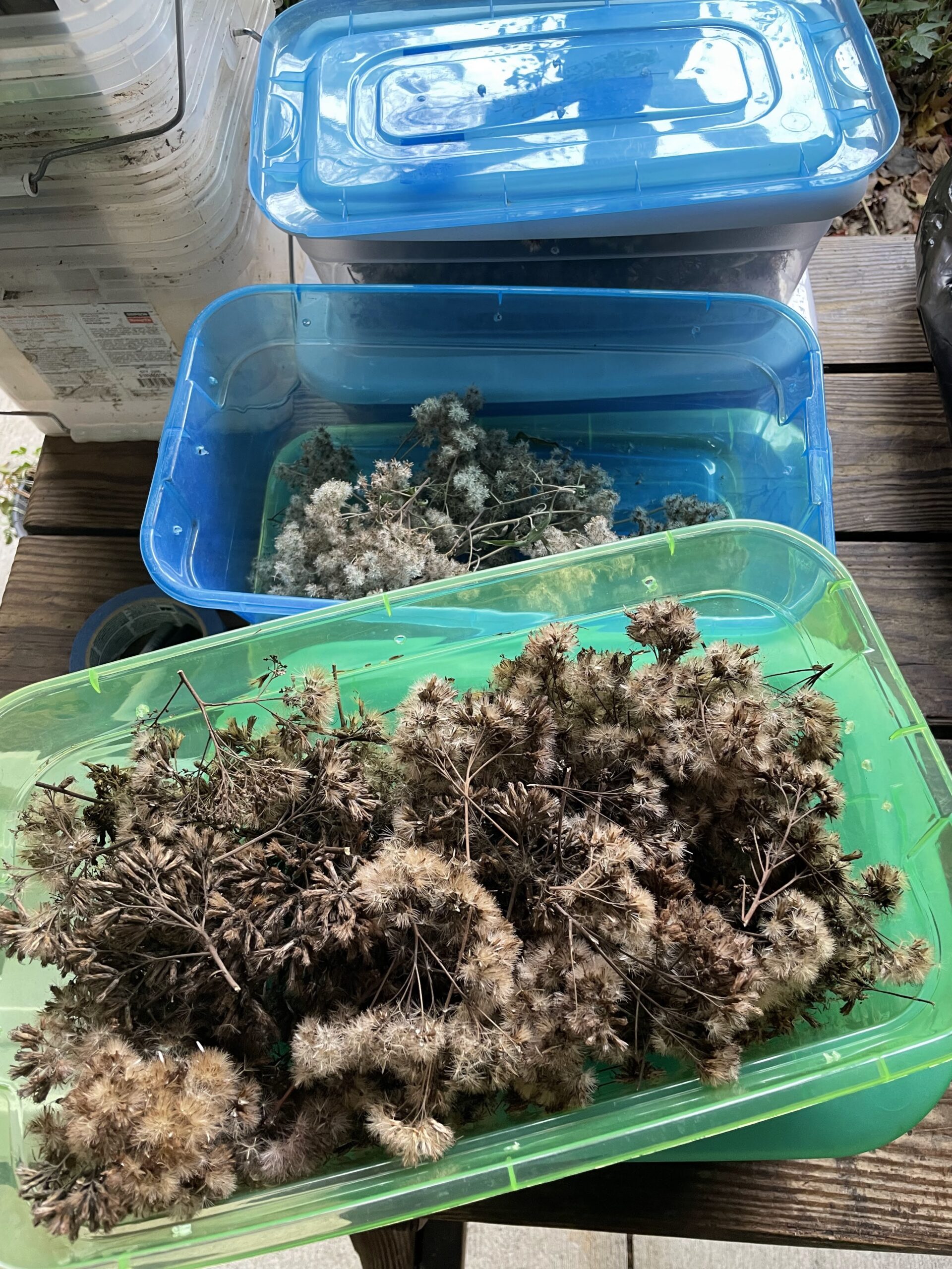 Native Seed Collection Workshop - Nature Center at Shaker Lakes