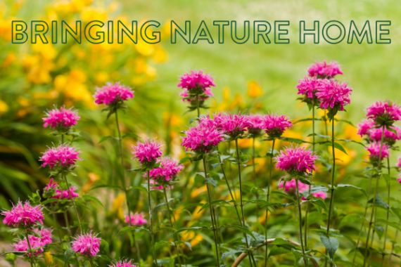 Simplify Your Landscape Design with Native Plants - Nature Center at ...