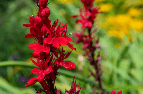 Cardinal flower 2 - Nature Center at Shaker Lakes